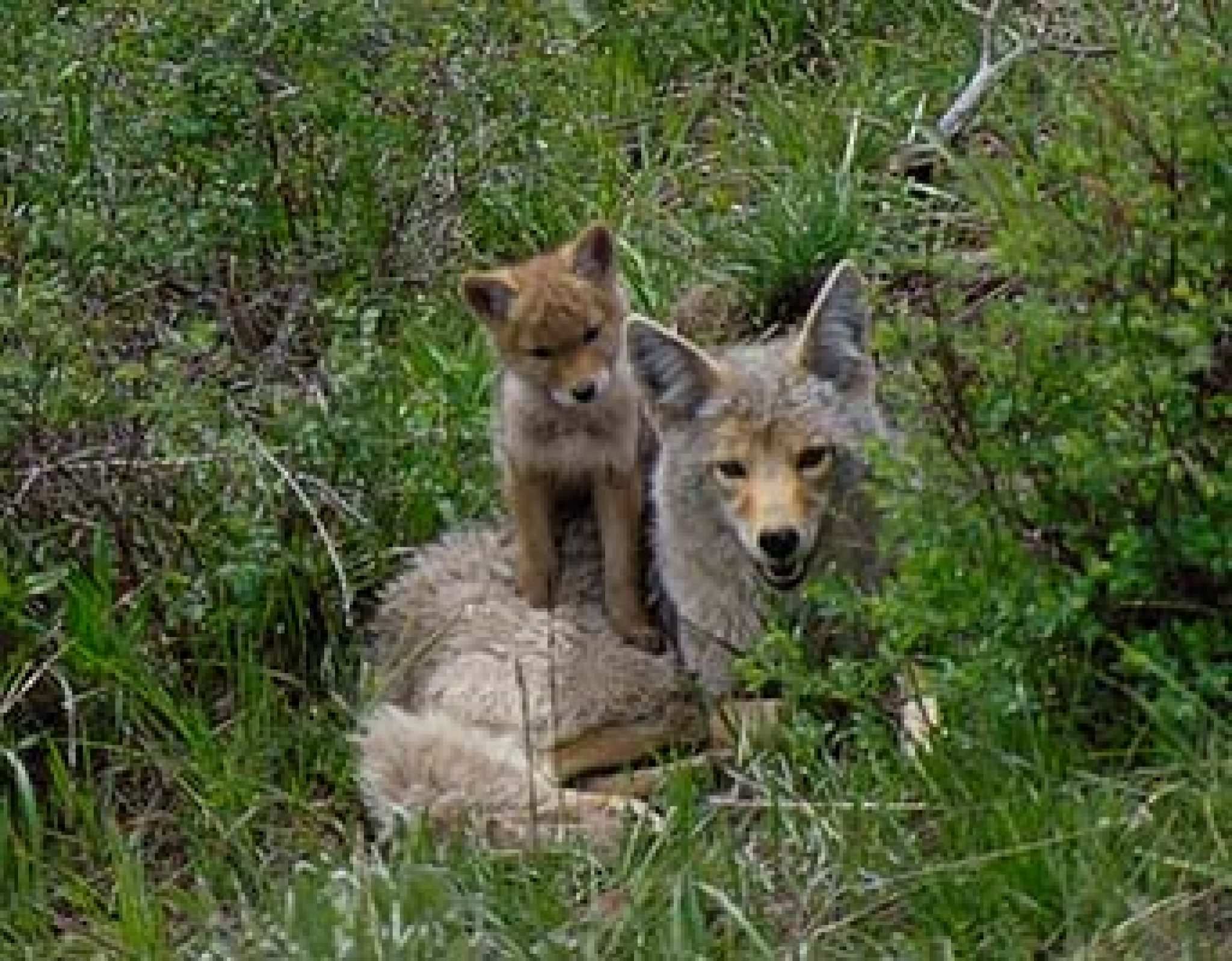 Tips For Successful Hunting Coyotes - Coyote Hunting