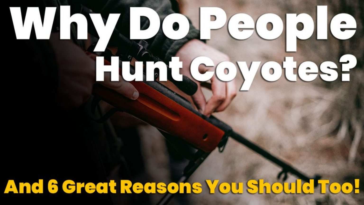 Why Do People Hunt Coyotes? - And 6 Great Reasons You Should Too ...