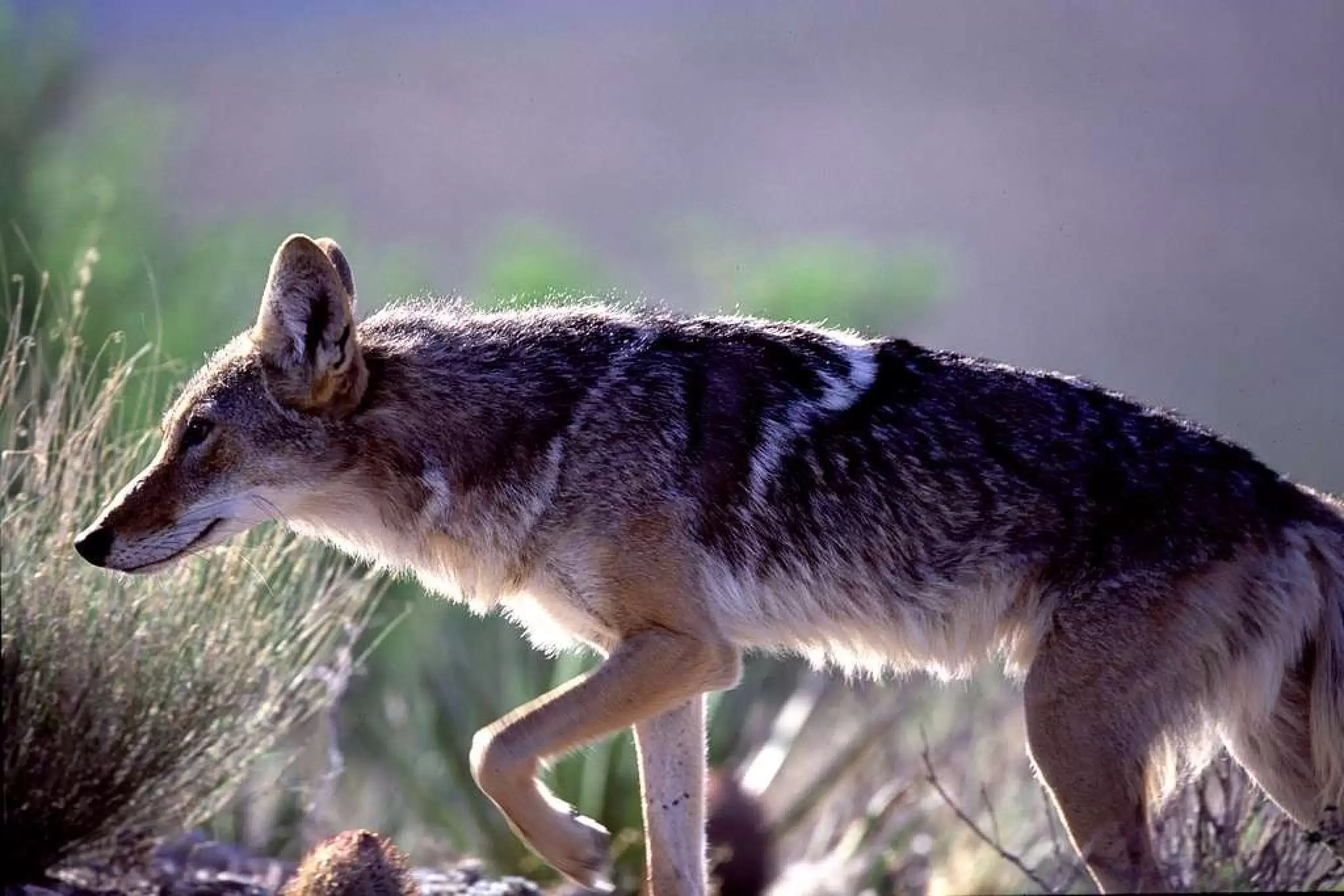 What Animals Hunt Coyotes? - Top 15 Coyote Predators! - Coyote Hunting