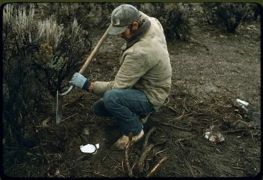 What Is The Best Coyote Bait For Trapping - The 2 Best Bait Types ...