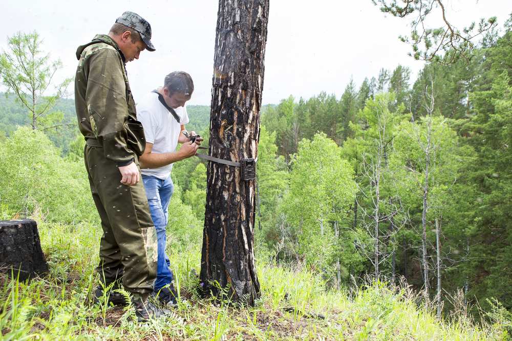 What Does PIR Mean On A Trail Camera Coyote Hunting