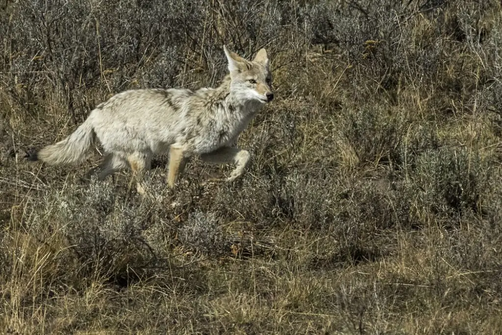 Coyote Bait For Trapping at Constance Woodford blog