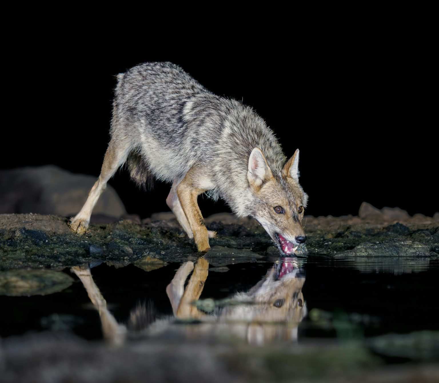 The Ultimate Guide To Coyote Hunting Lights: Illuminating Your Night ...